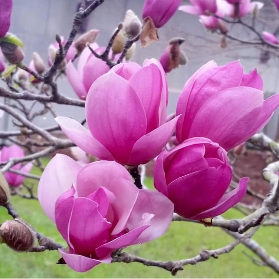 Ann Magnolia Tree Live Plant 7-12" Tall in 2.5" Pot- Pink Magnolia ...