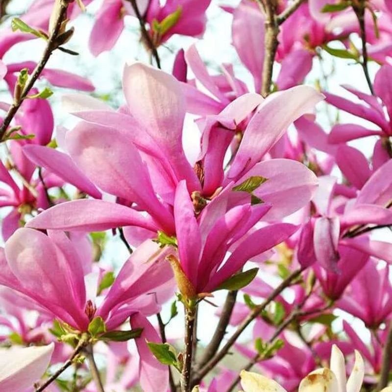 Ann Magnolia Tree in 2.5'' Pot, Fragrant Magnolia Flower Shrub ...
