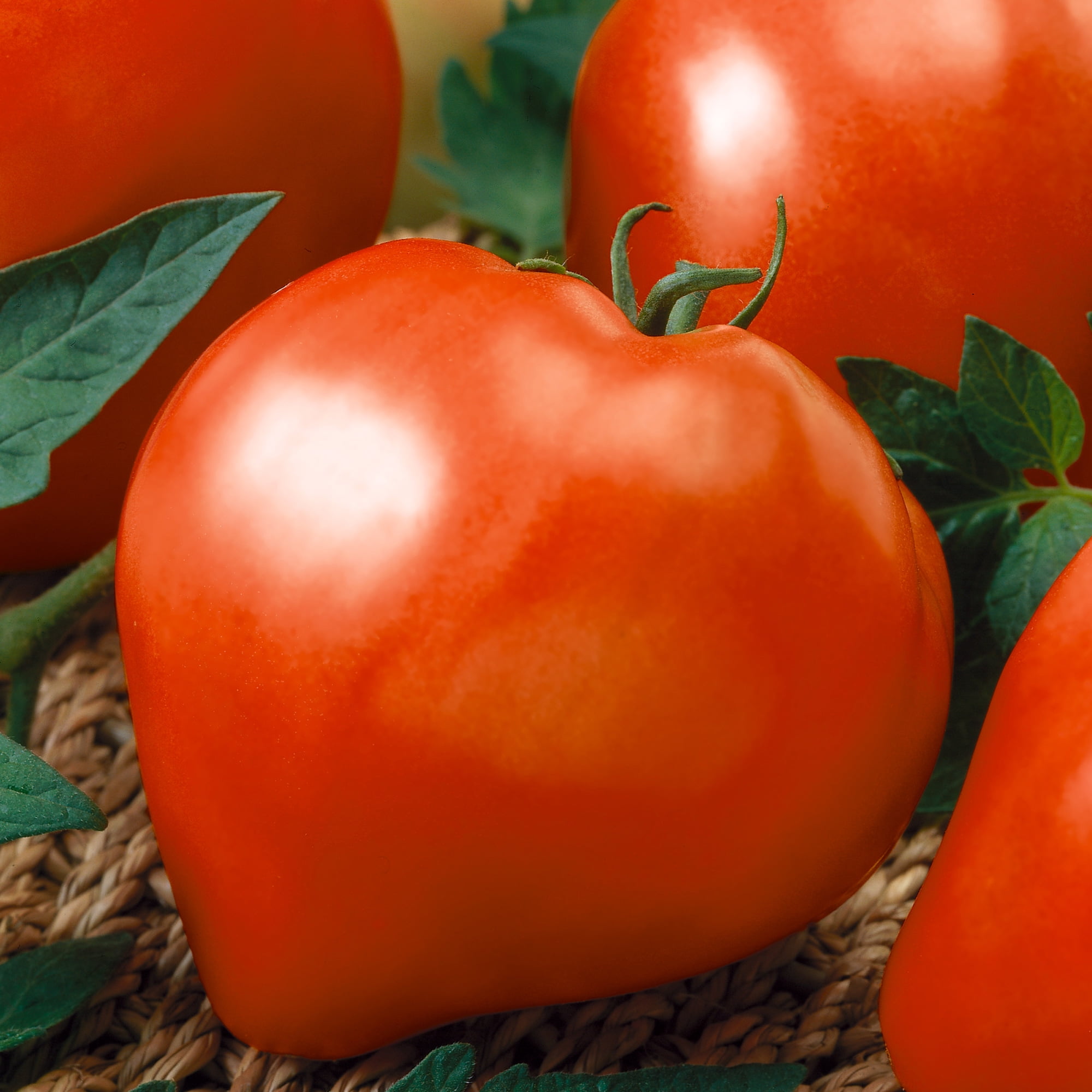 Anna Russian Tomato 0.25 Oz ~1,700 Seeds – Heirloom Slicing Variety ...