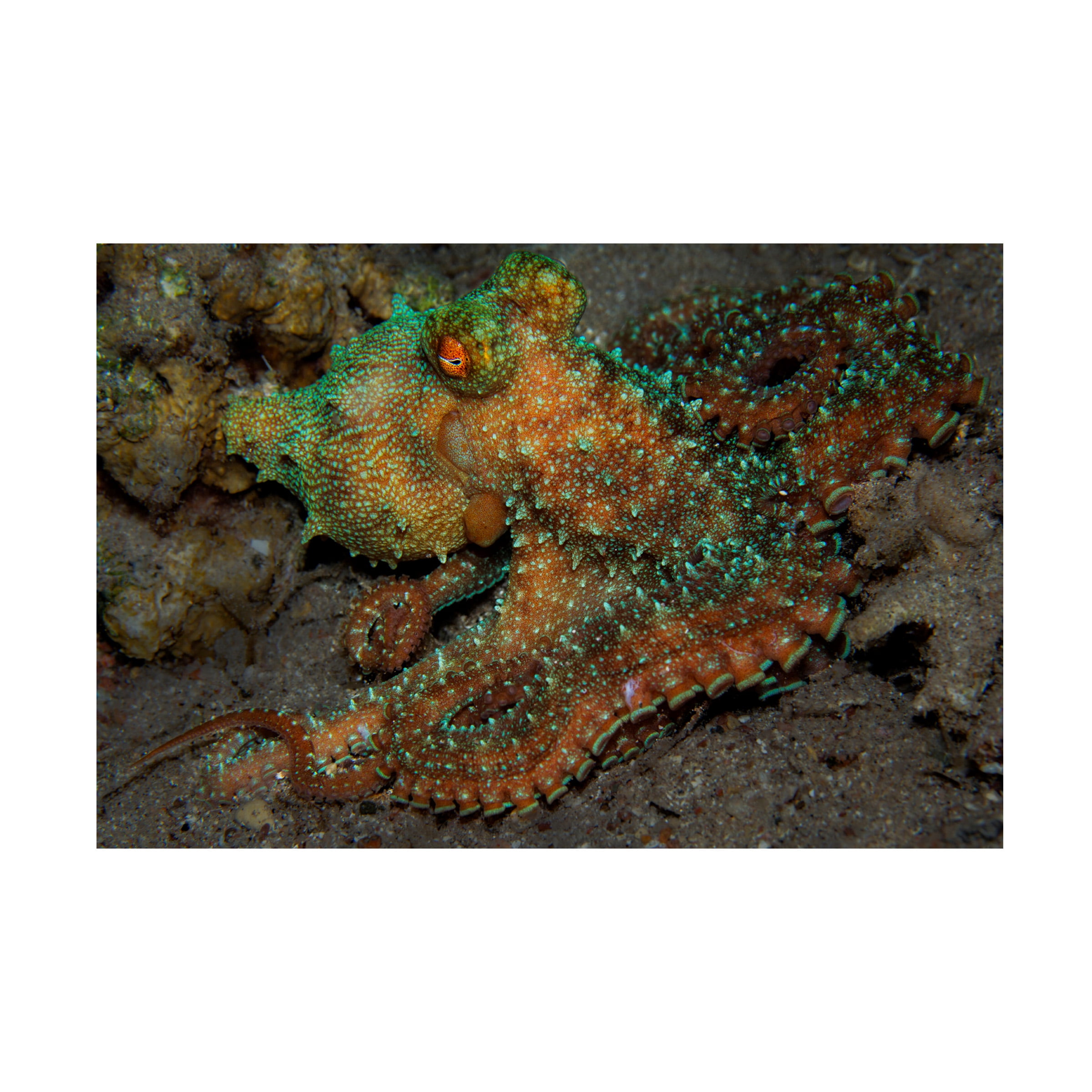 Anna Shvab 'Octopus 2' Canvas Art - Walmart.com