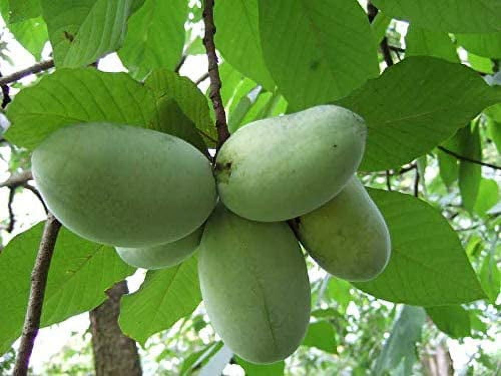 Anna's Bananas - North American Banana Seeds - 5 Seeds to Grow - Paw ...