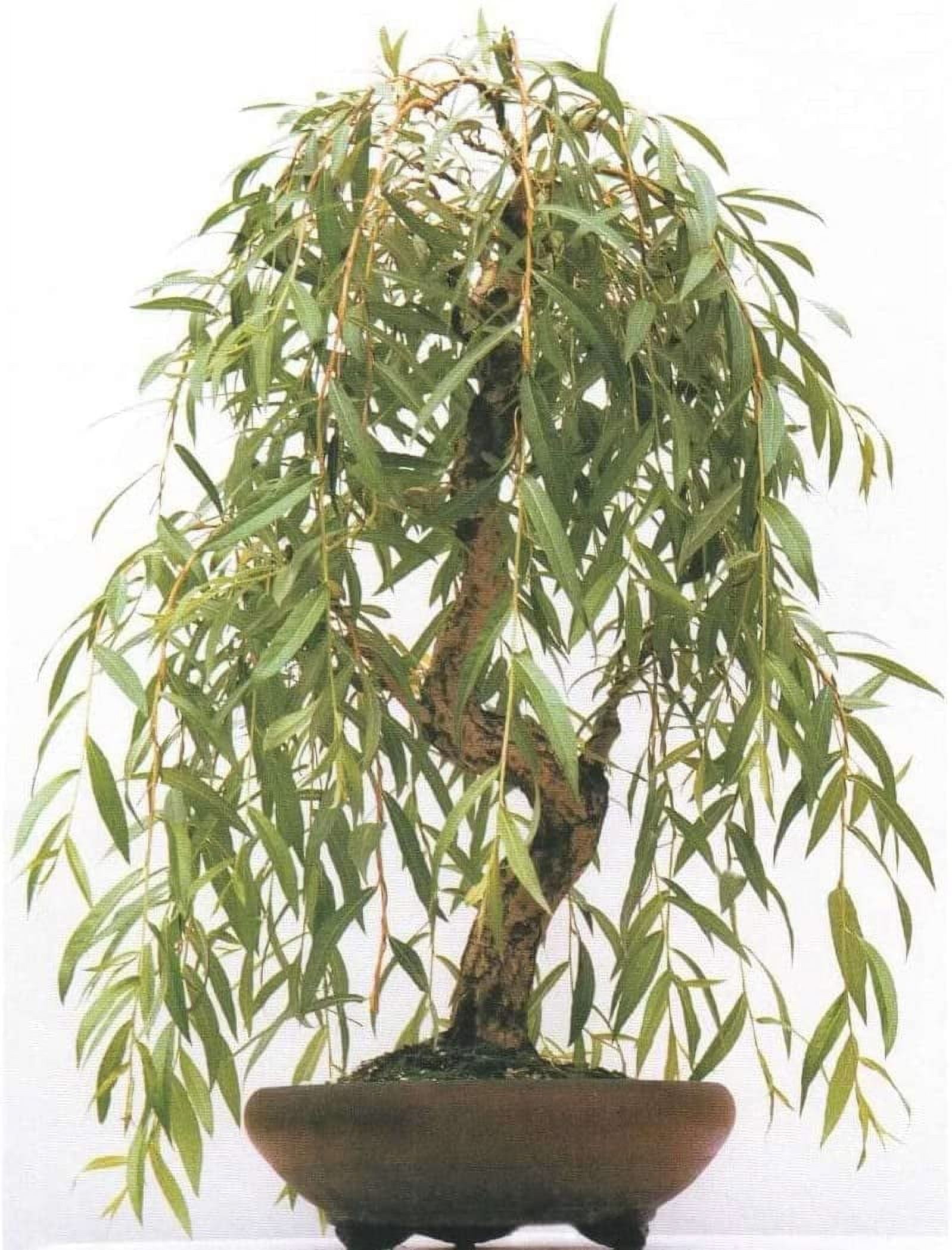 Anna's Weeping Willow Bonsai Tree Cutting - Very Attractive Gold Bark ...