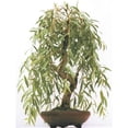 Anna's Weeping Willow Bonsai Tree Cutting - Very Attractive Gold Bark ...