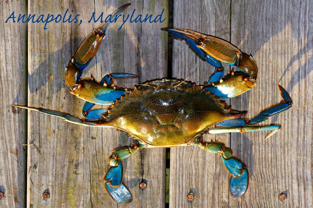 Annapolis, Maryland, Blue Crab on Dock (24x36 Giclee Gallery Art Print ...