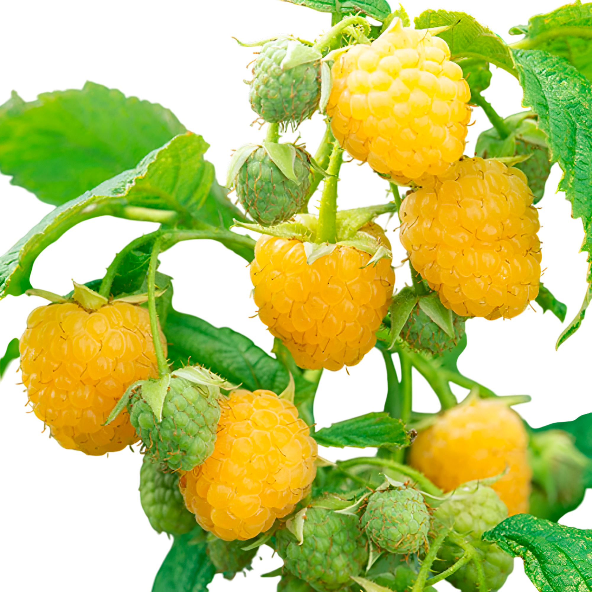 Anne Everbearing Yellow Raspberry Plants – Live Edible Berry Shrubs ...