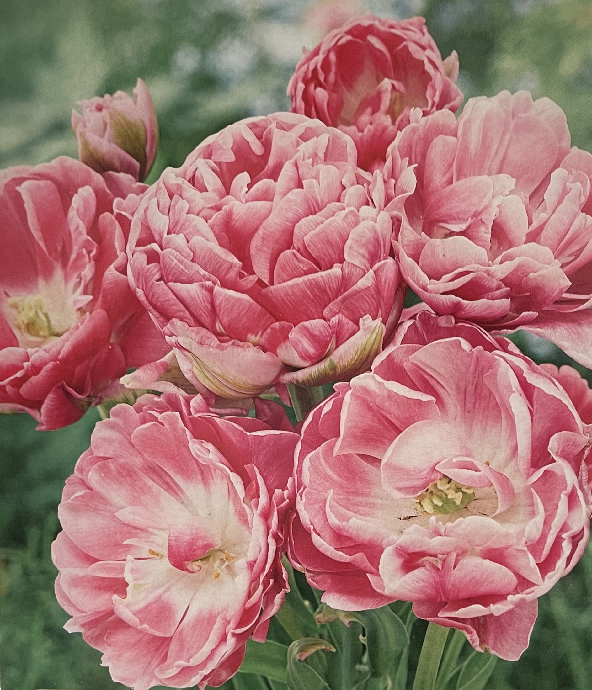Anne Fleur Double Late Peony Flowered Tulip 3 Bulbs - 12/+cm Bulbs ...