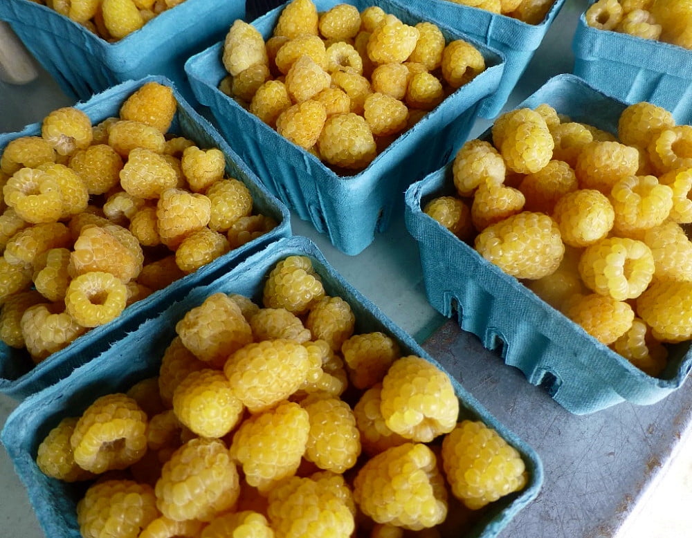 Anne Gold Everbearing Raspberry Plant - 2.5" Pot - Walmart.com