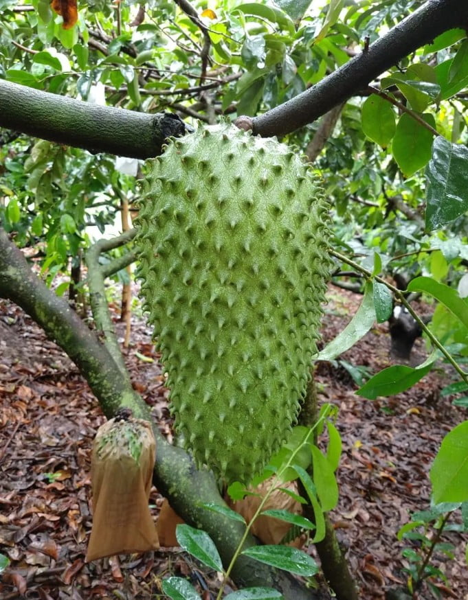 Annona Muricata Live Plant 5”-9” Tall in a Cup - Graviola Tree ...