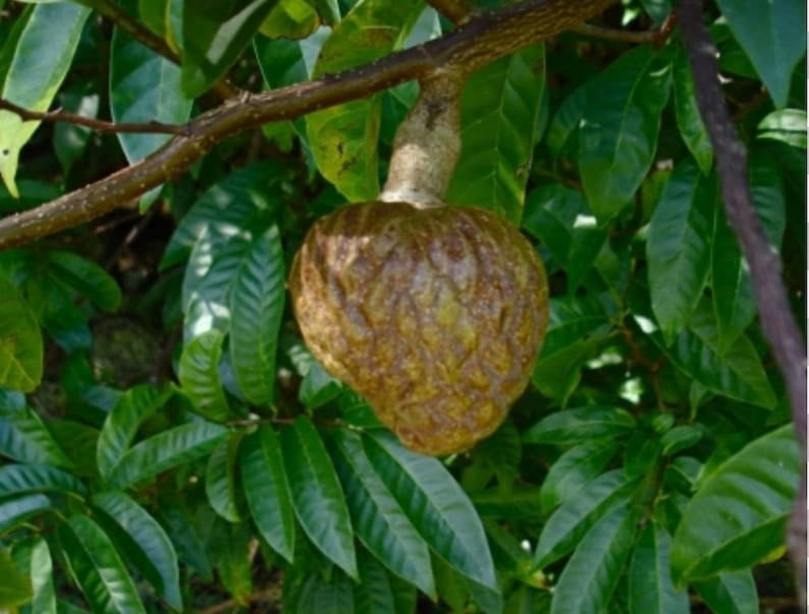 Annona reticulata ( CUSTARD APPLE ) TREE GRAFTED. Ships free to all ...