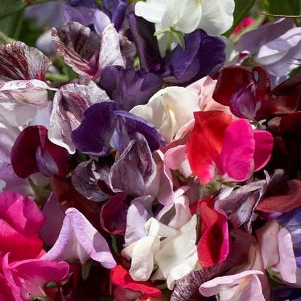 Annual Lathyrus Odoratus Old Spice Mix Sweet Peas Vine Seed Mix - 400 ...