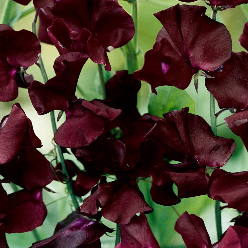 Annual Lathyrus Odoratus Spencer Beaujolais Sweet Pea Clmbing Plant ...