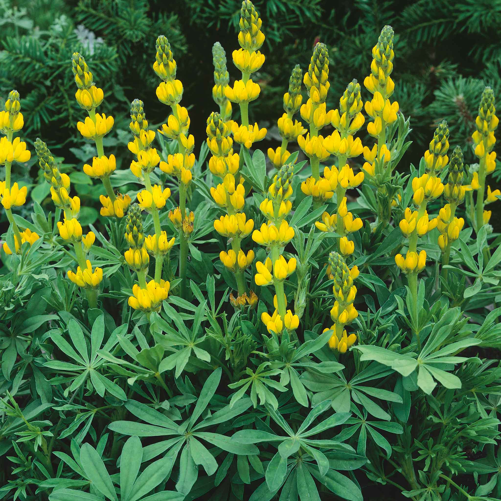 Annual Lupine Seeds - Golden Yellow - Packet - Yellow Flower Seeds ...