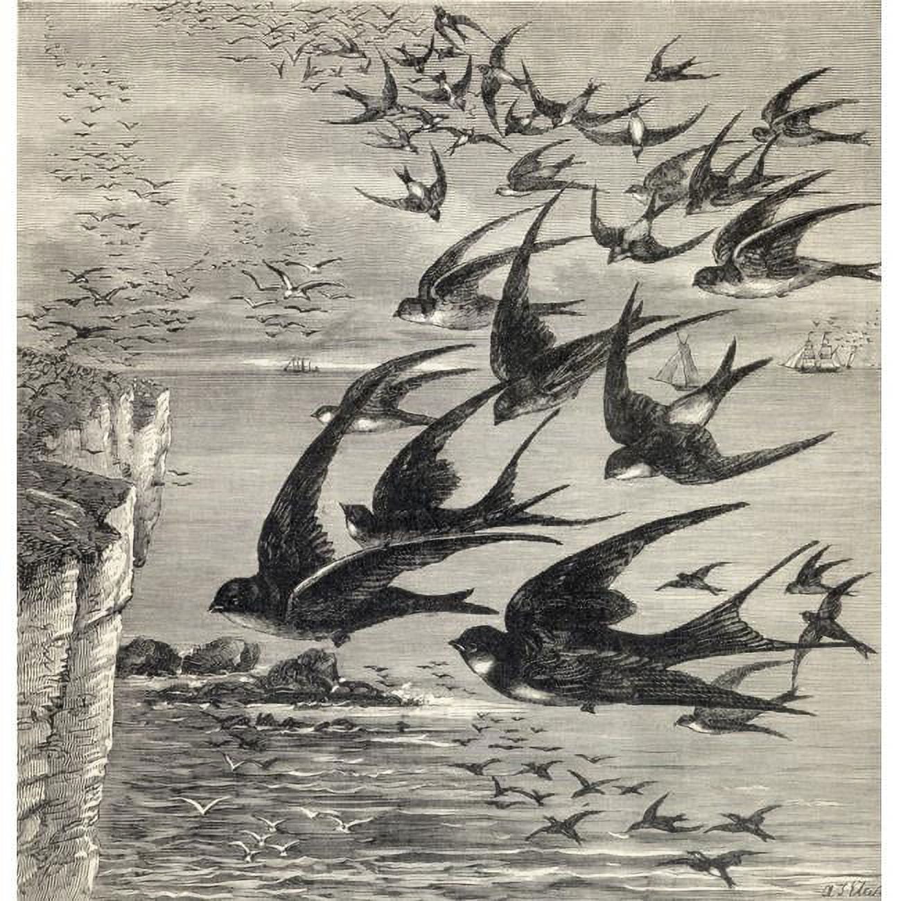 Annual Migration of Swallows From The Book Our Own Magazine Published ...