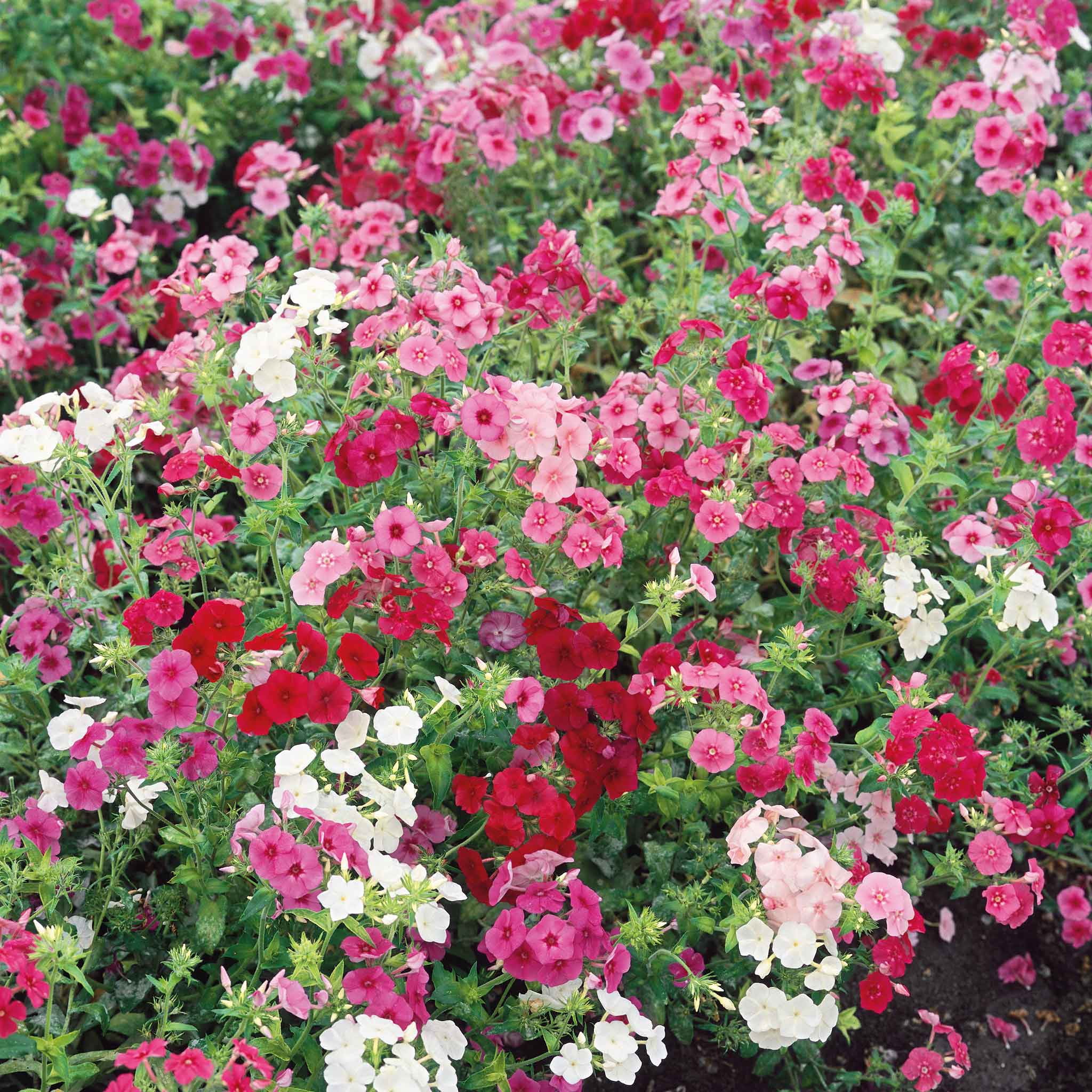Eden Brothers Annual Phlox Seeds - Dwarf Mix - Walmart Business Supplies