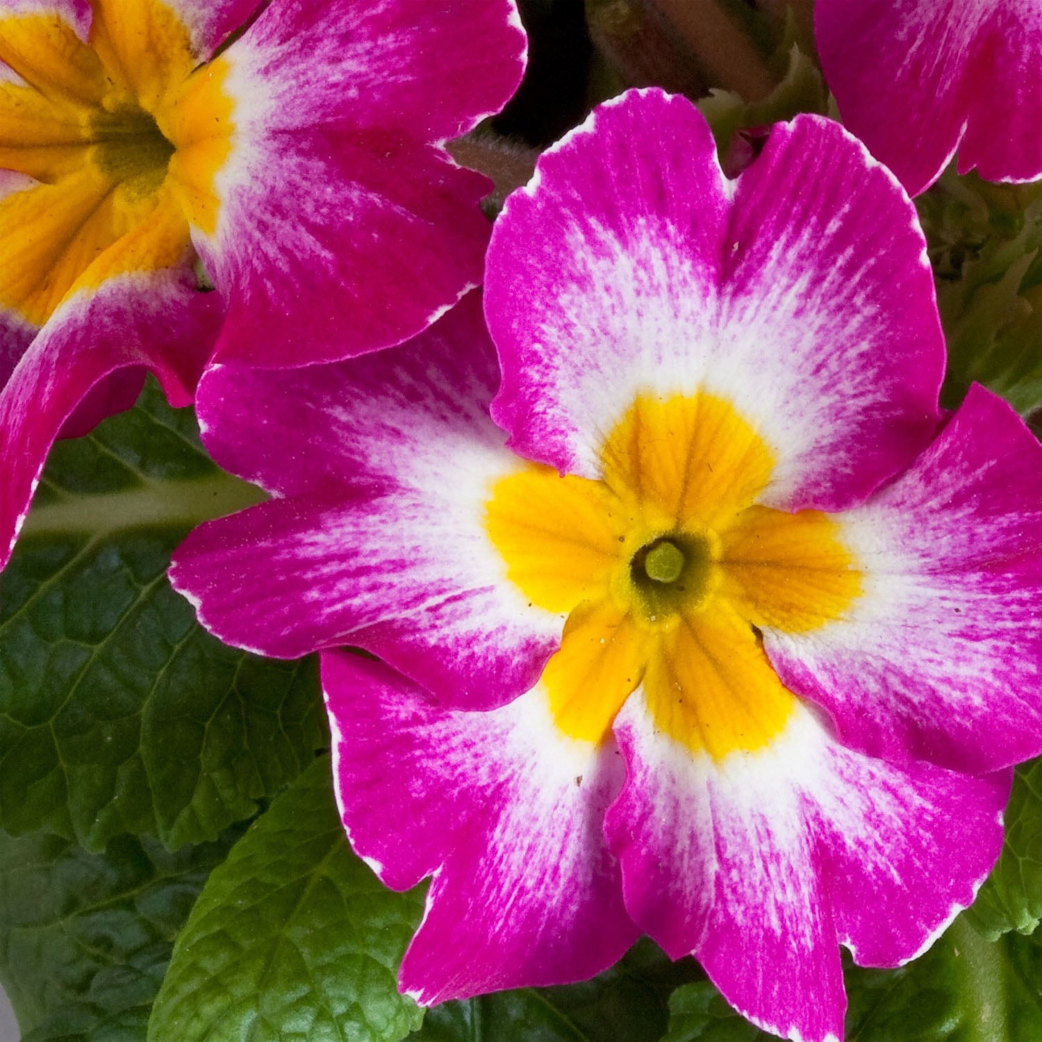 Annual Primula, Common Primrose Wine Bicolor Flower Seeds - 50 Seeds ...