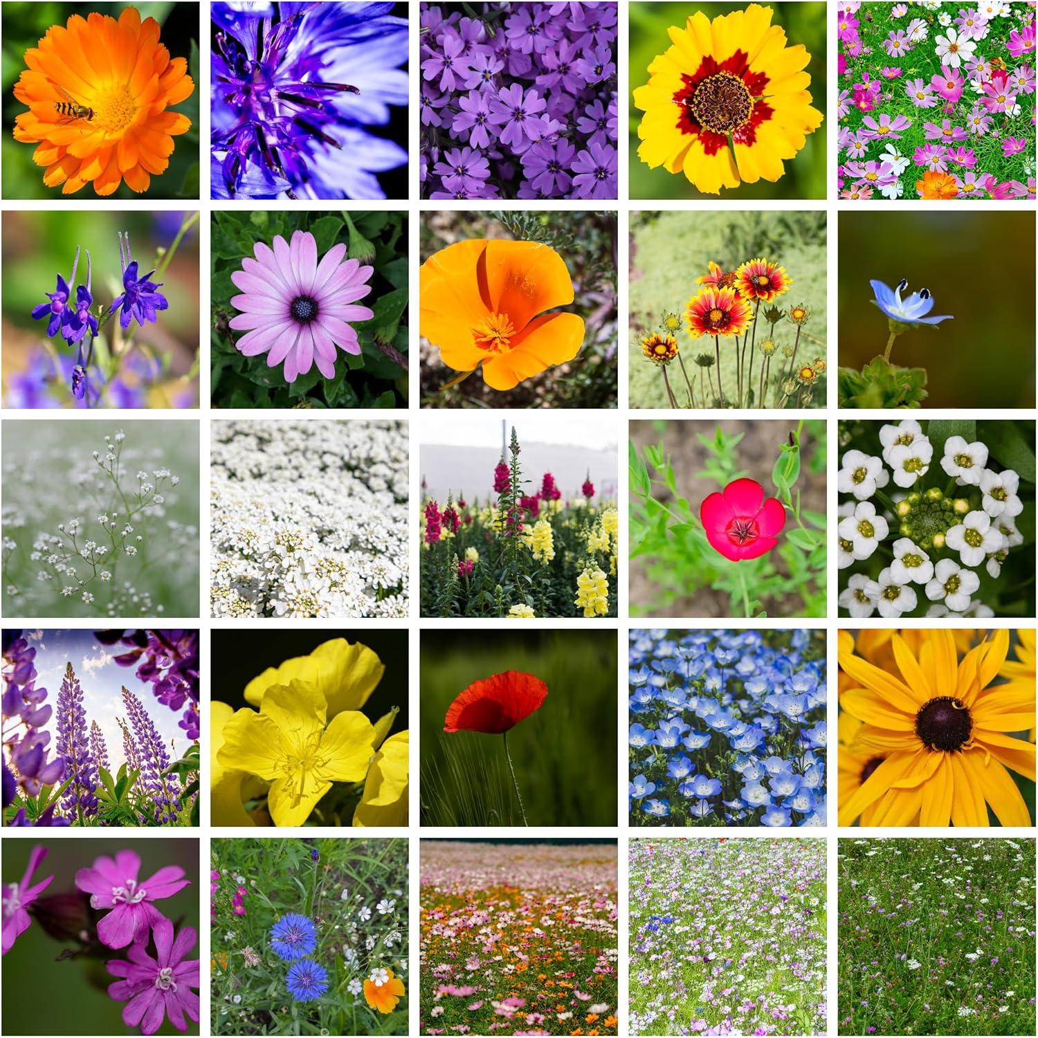 All Annual Wildflower Mix 7 Gram Seed – Non-GMO, 21 Flower Varieties ...