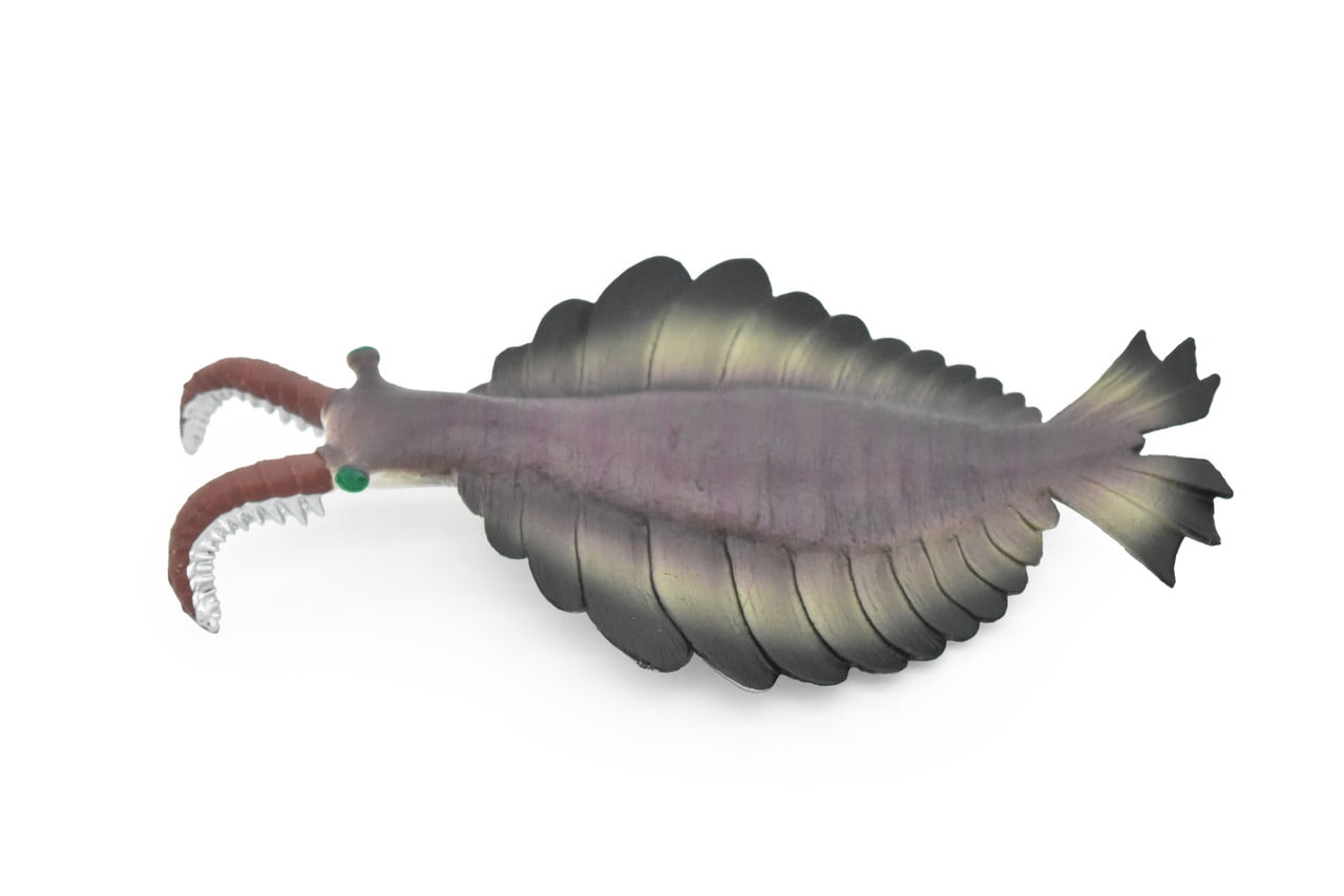 Anomalocaris, Toy, Prehistoric, Fossil, Arthropods, Realistic Rubber ...