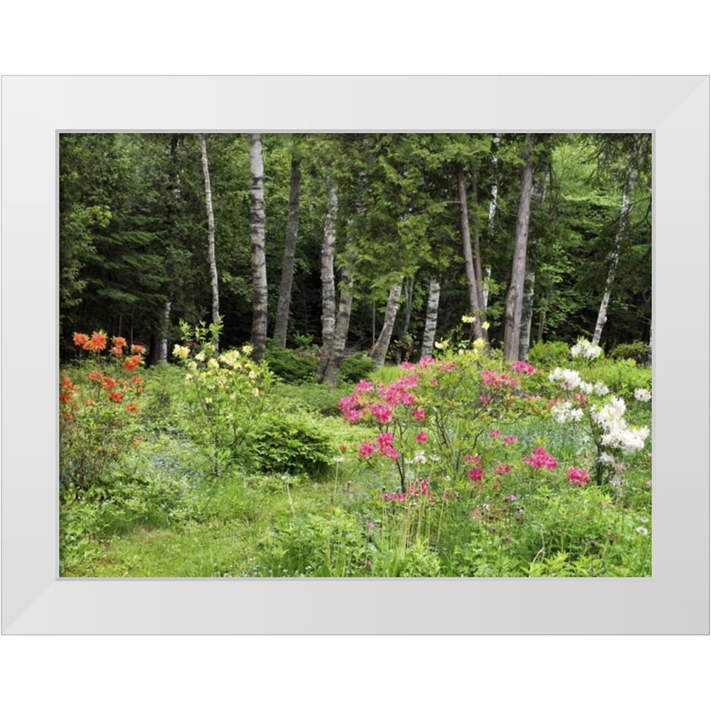 Anon, Ellen 32x25 White Modern Wood Framed Museum Art Print Titled ...