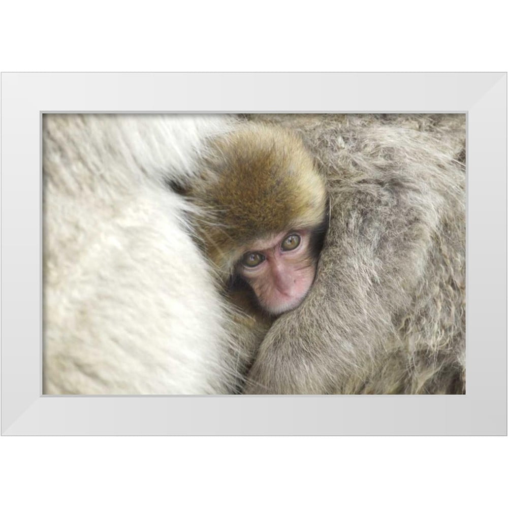 Anon, Josh 14x11 White Modern Wood Framed Museum Art Print Titled ...
