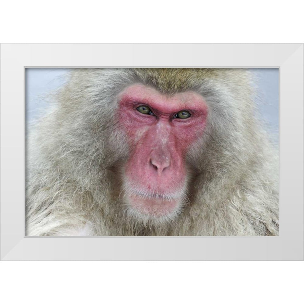 Anon, Josh 32x23 White Modern Wood Framed Museum Art Print Titled ...