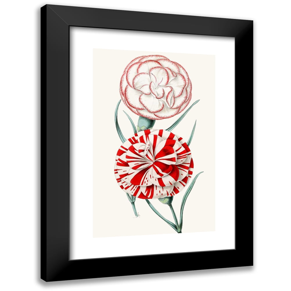 Anonymous 11x14 Black Modern Framed Museum Art Print Titled - Carnation, Puxley's Defiance (1852 ...