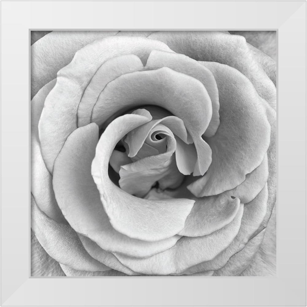 Anonymous 12x12 White Modern Wood Framed Museum Art Print Titled - Rose ...