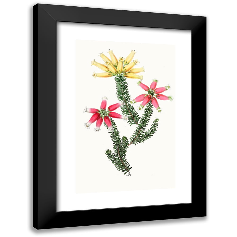 Anonymous 13x18 Black Modern Framed Museum Art Print Titled - Erica ...