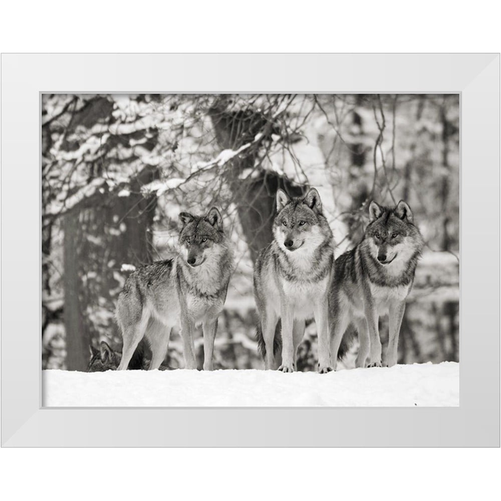 Anonymous 24x19 White Modern Wood Framed Museum Art Print Titled ...