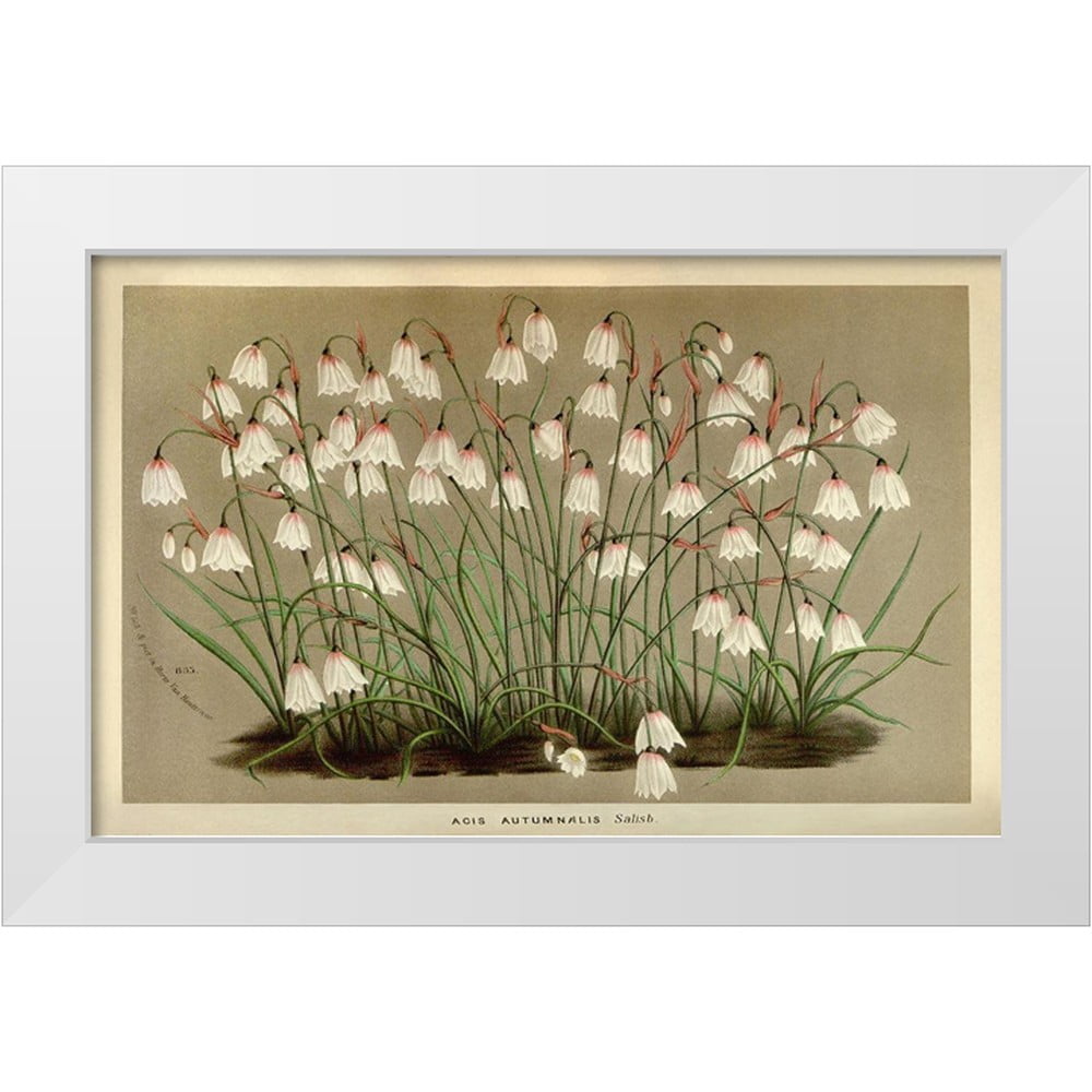 Anonymous 32x22 White Modern Wood Framed Museum Art Print Titled - Acis ...