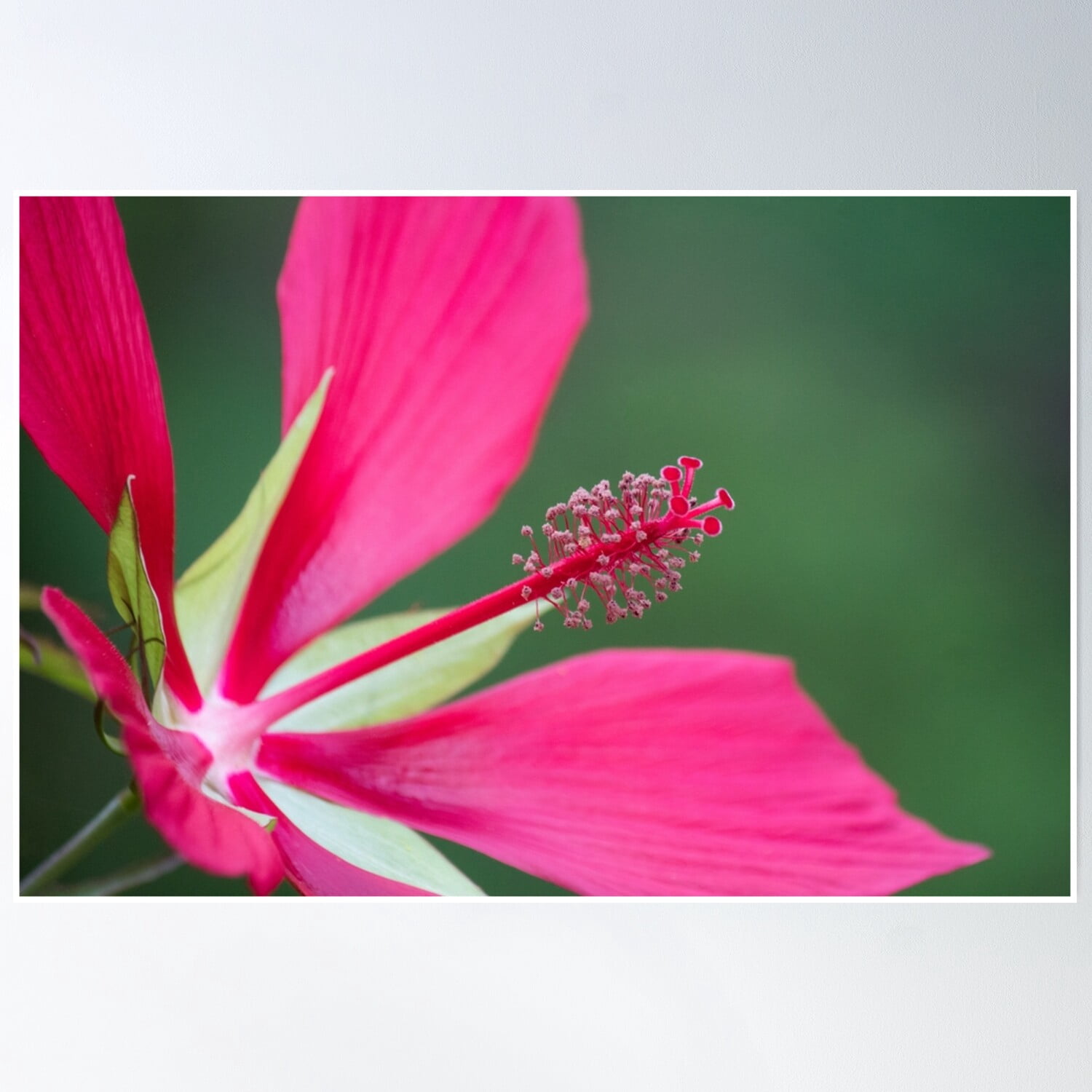 Another Hibiscus Poster Wall Art, Modern Wall Decor, 8x12 UNFRAMED ...