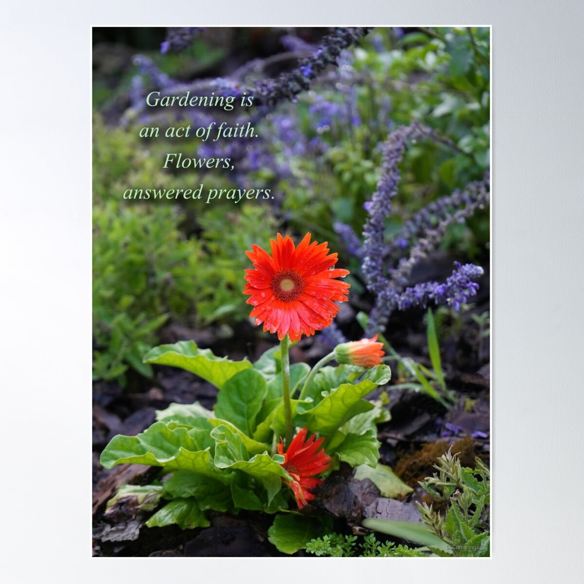 Answered Prayers Red Gerber Daisy Art Poster Wall Art Modern Wall Decor ...