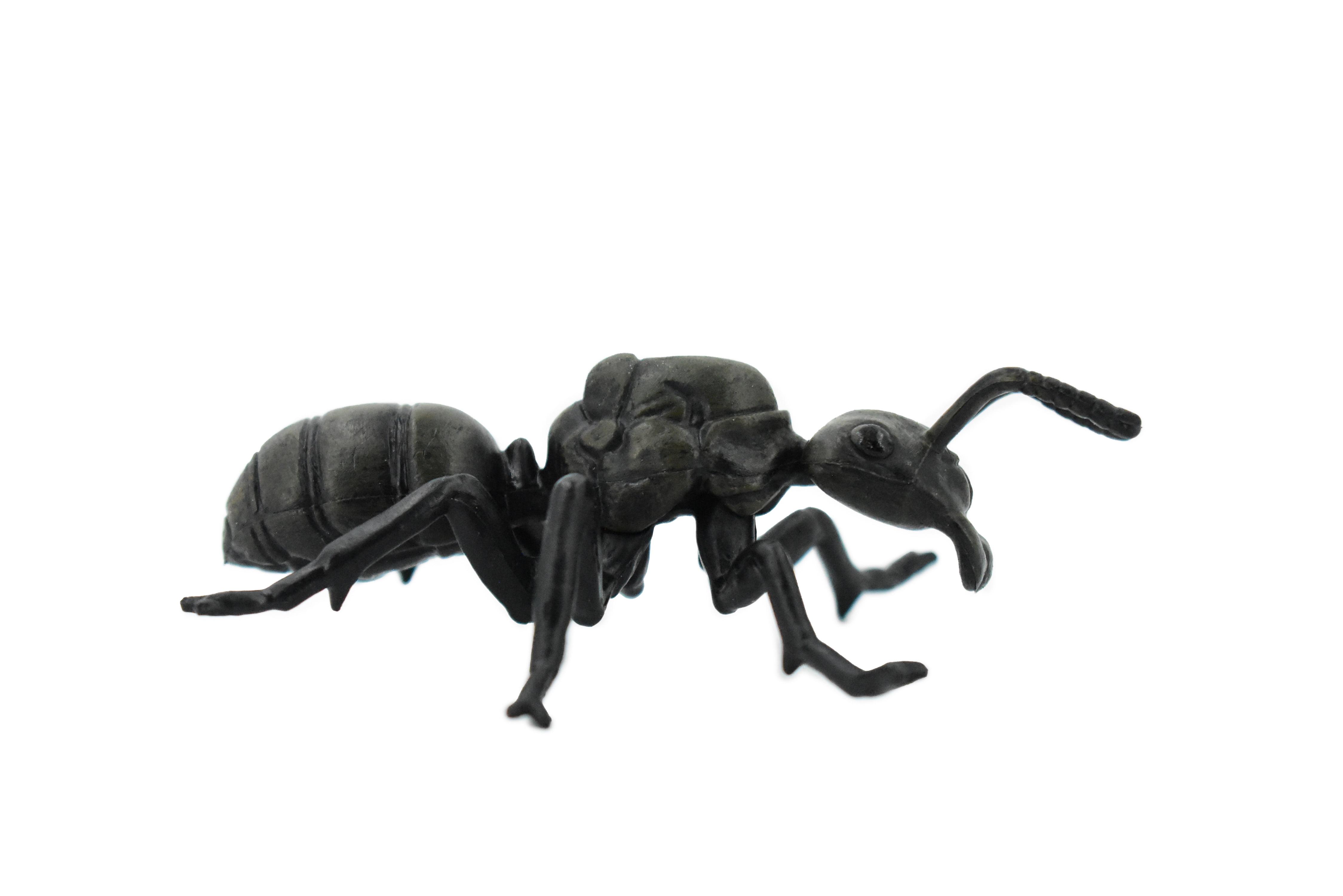 Ant, Common Black Ant, Rubber Insect, Hand Painted, Realistic Toy ...
