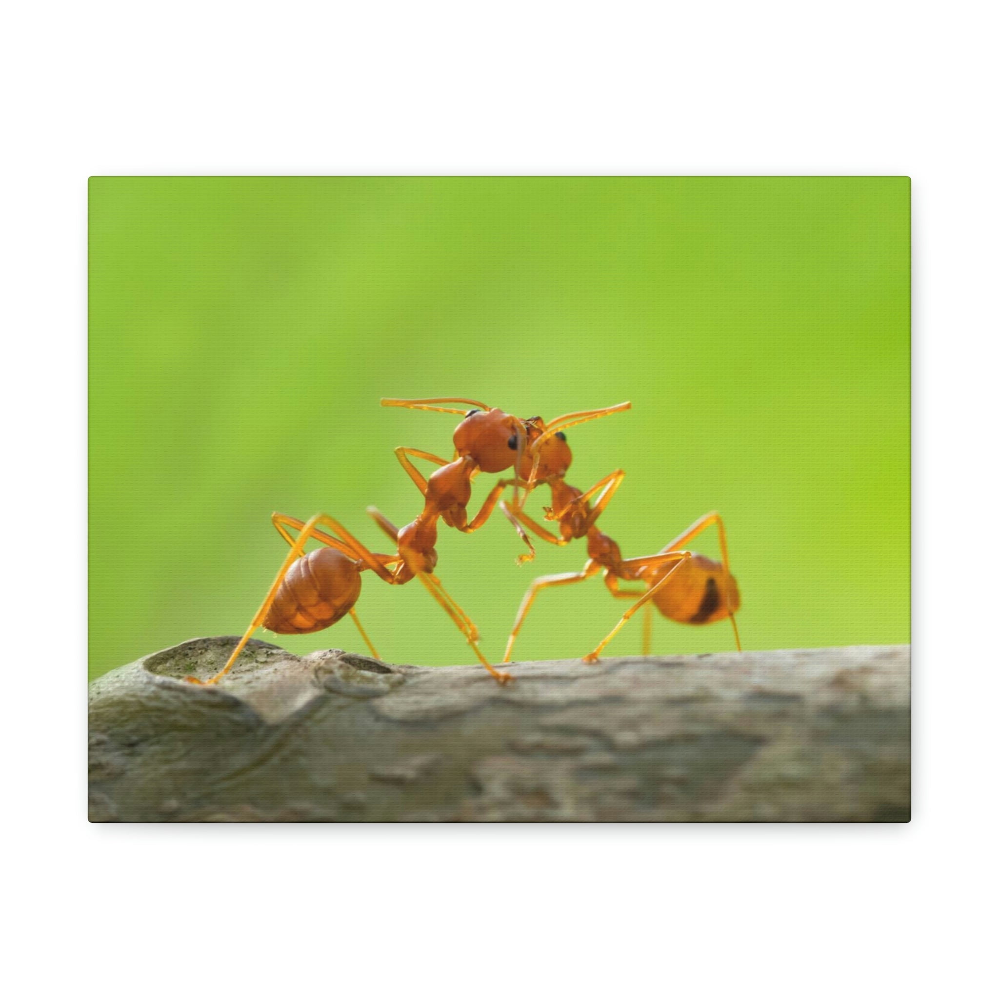 Ant Couple Ant Troop Print Animal Wall Art Wildlife Canvas Prints Wall ...