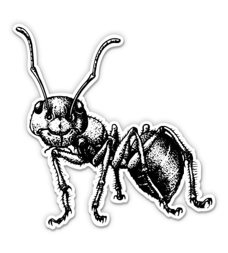 Ant Drawing Sketch - 5" Vinyl Sticker - For Car Laptop I-Pad ...
