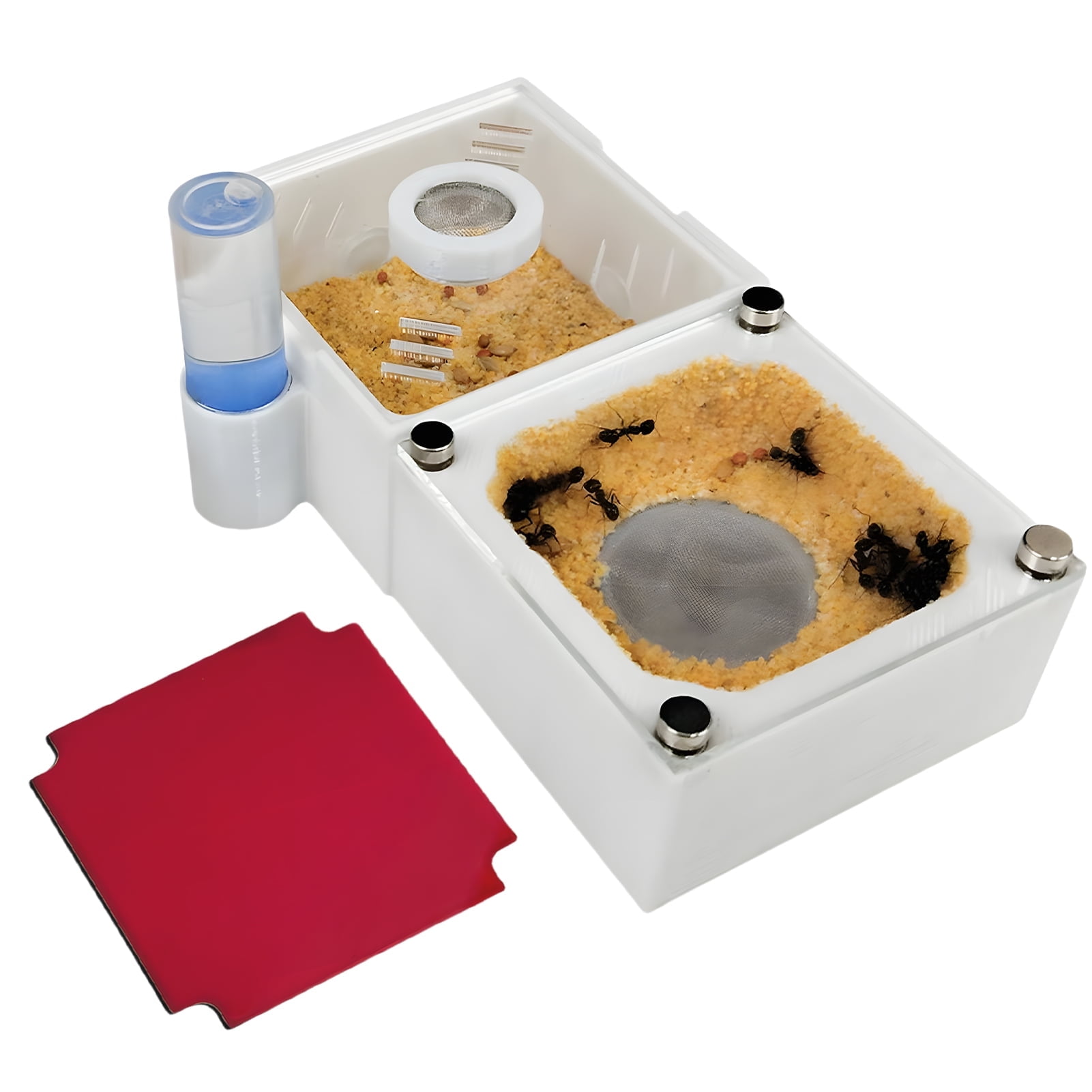 Ant Farm with Removable Outworld Box and Red Acrylic nest Cover for ...