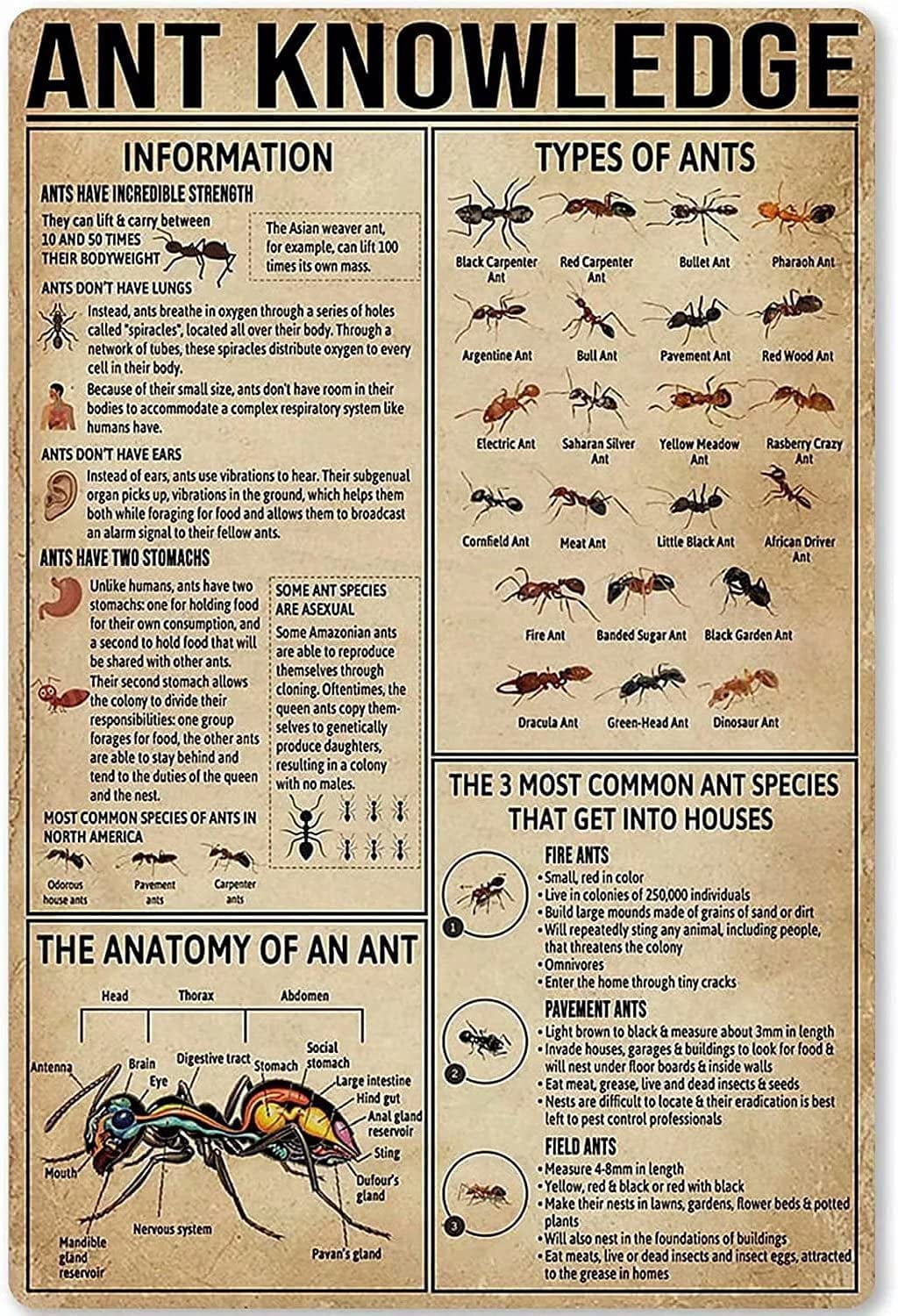 Ant Knowledge Metal Sign Wall Decor Poster Types Of Ants Poster School ...