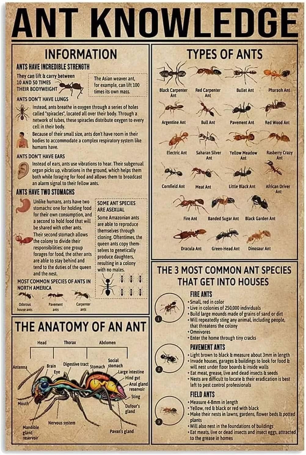 Ant Knowledge Metal Tin Sign Information Graphic Retro Poster Pet Shop ...