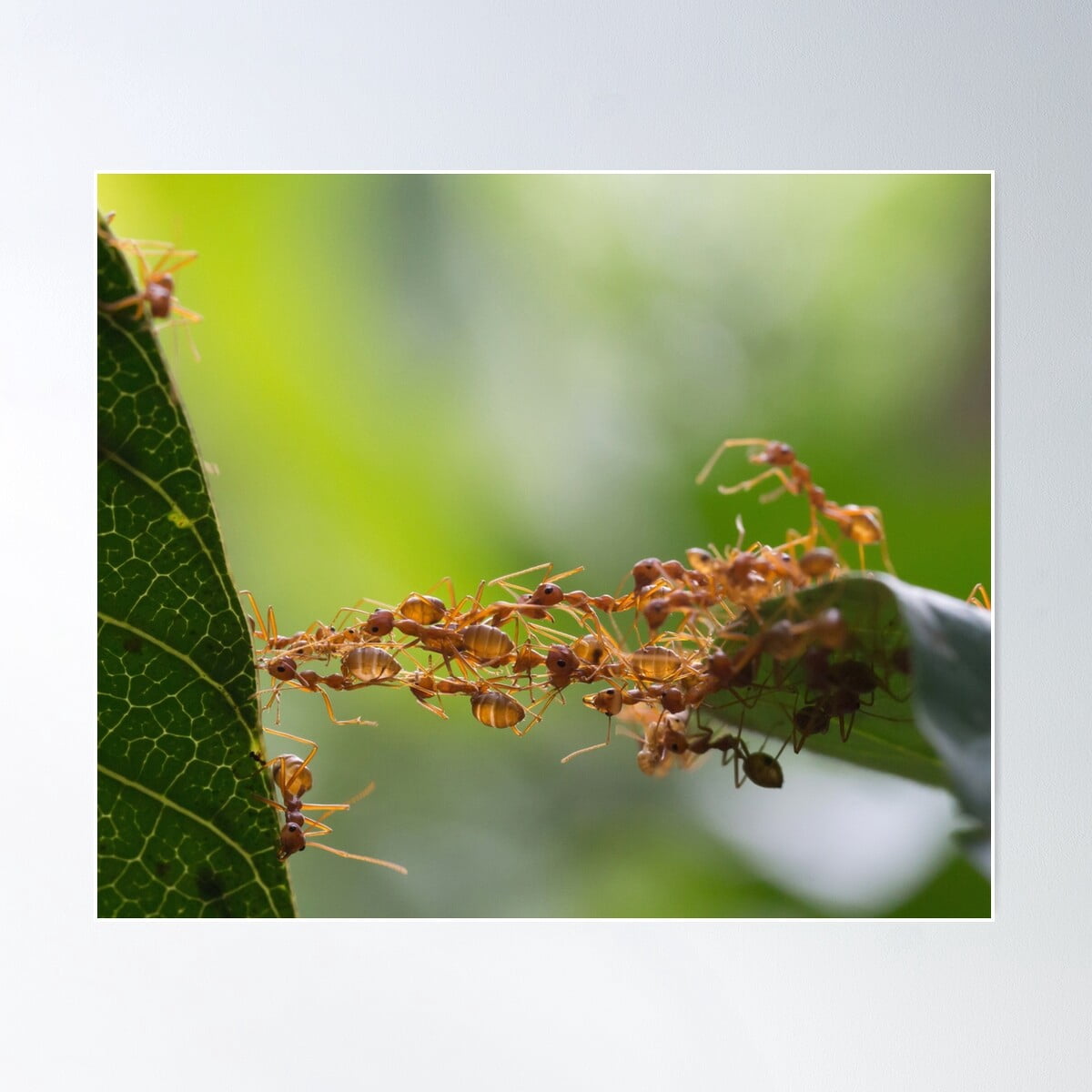 Ant Photo With High Resolution Quality Poster Wall Art, Modern Wall ...