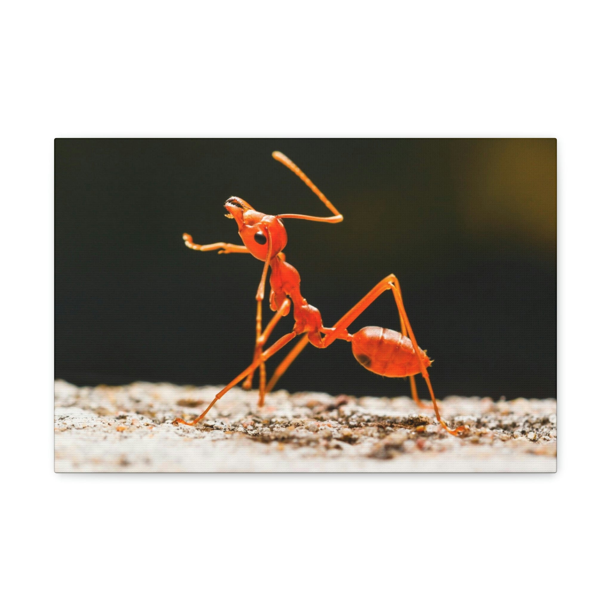 Ant Walk Real Ant Wall Art Ready To Hang Unframed - Walmart.com