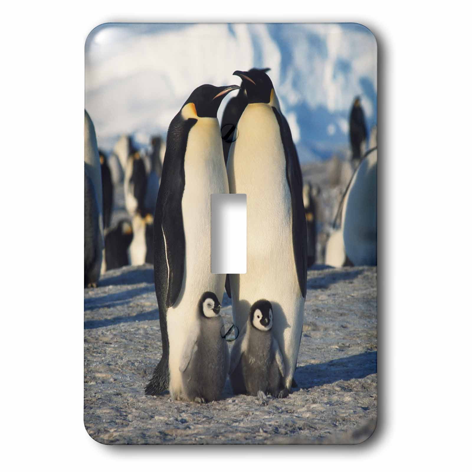 Antarctica, Herd of Emperor Penguins in winter single toggle switch lsp ...