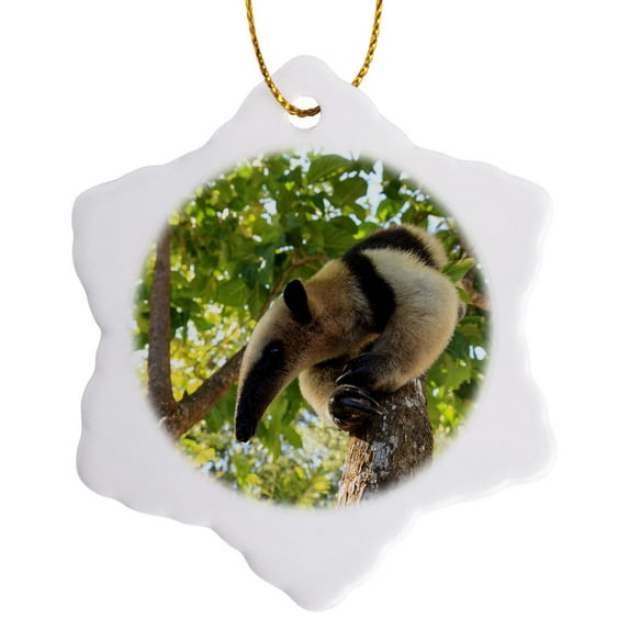 3drose, Anteater at Rehab Center, Mango Key, Roatan, Honduras, 3 inch ...