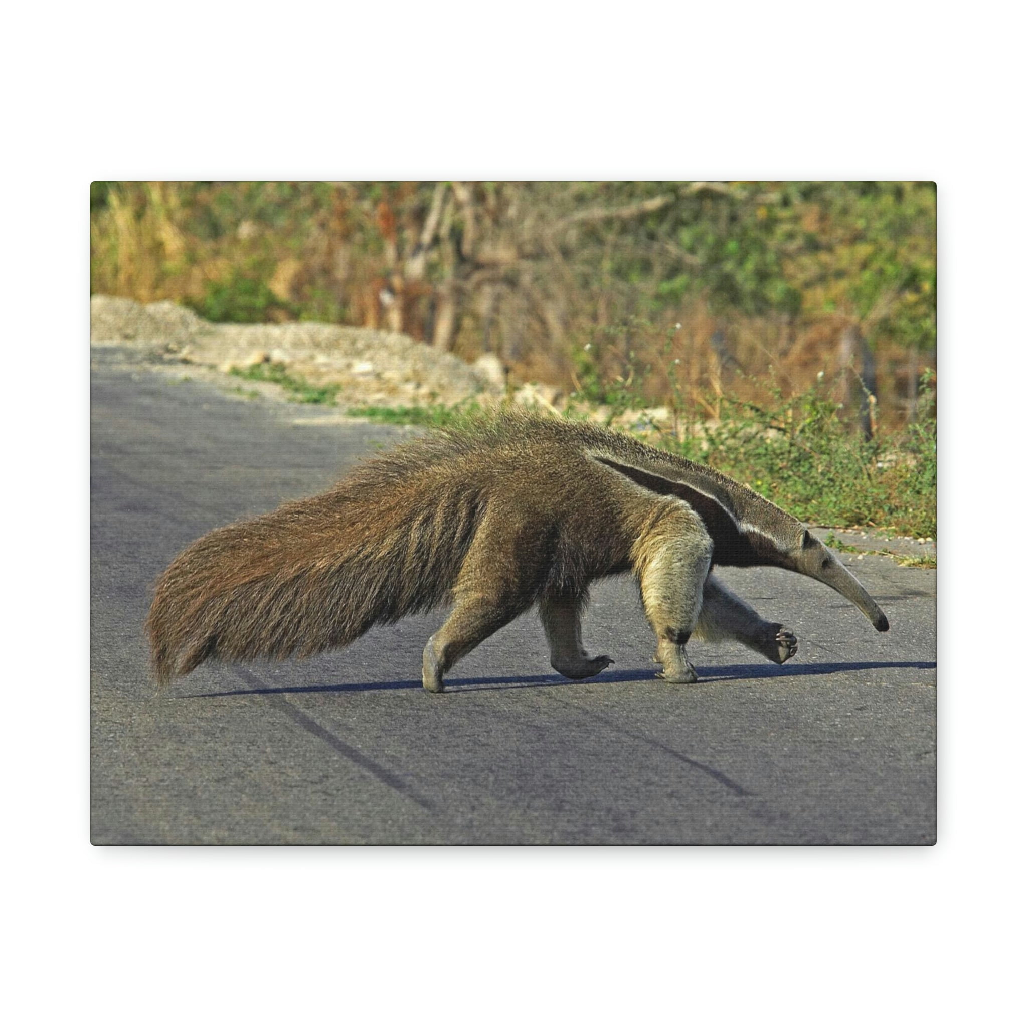 Anteater Hunting Anteater on Hunt Print Animal Wall Art Wildlife Canvas ...