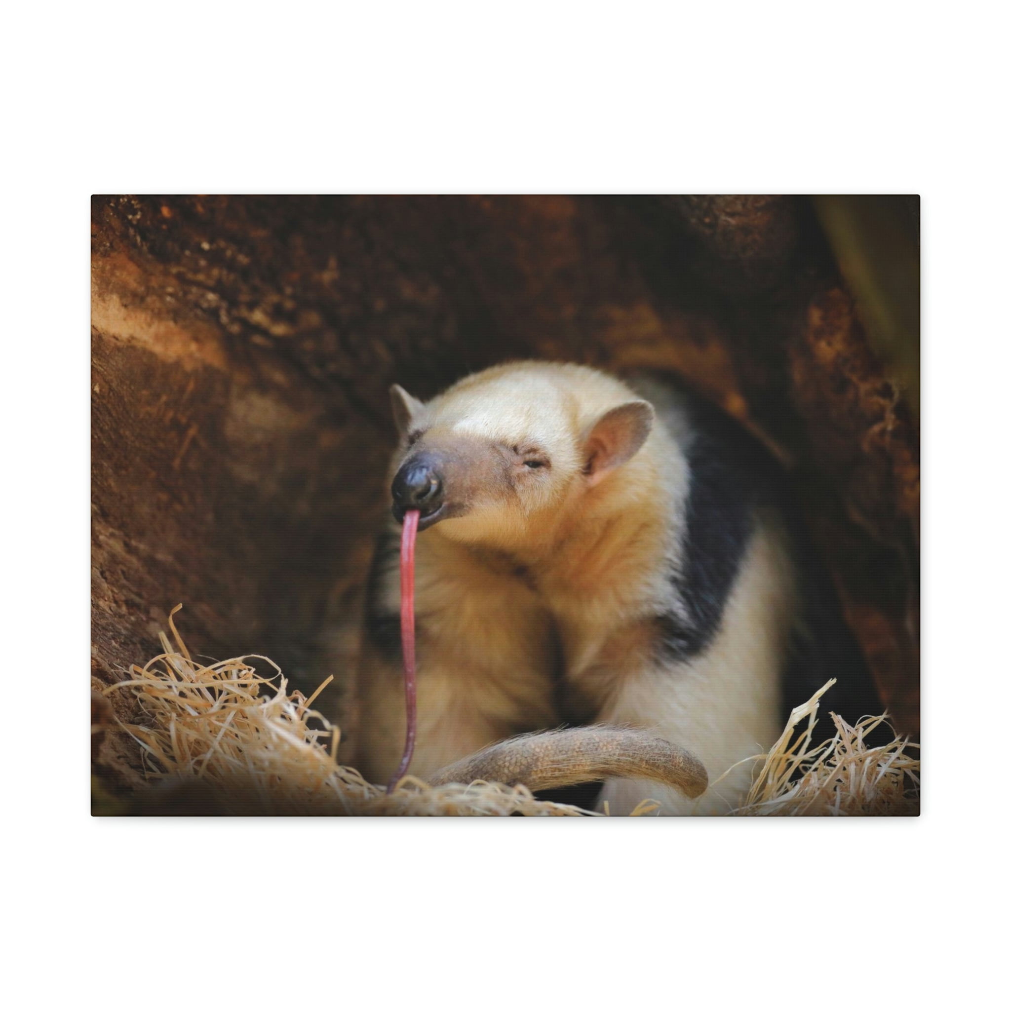 Anteater Long Tongue Anteater With Long Muzzle And Big Ear Wall Art ...