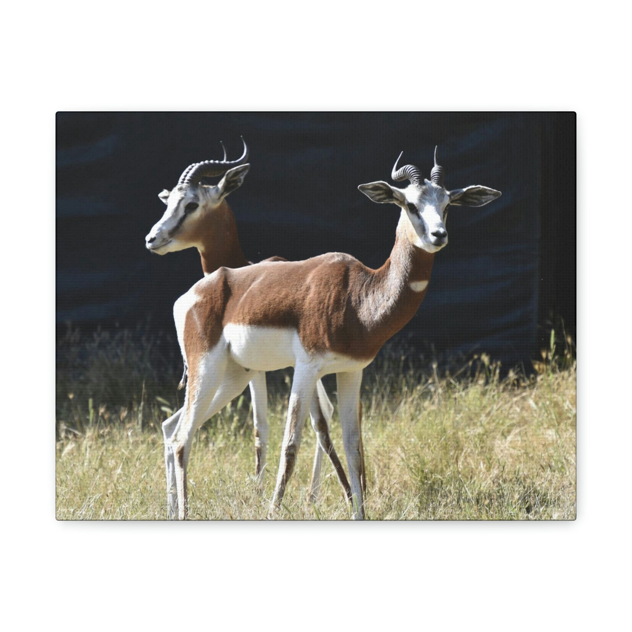 Antelope Couple Antelope Troop Print Animal Wall Art Wildlife Canvas ...