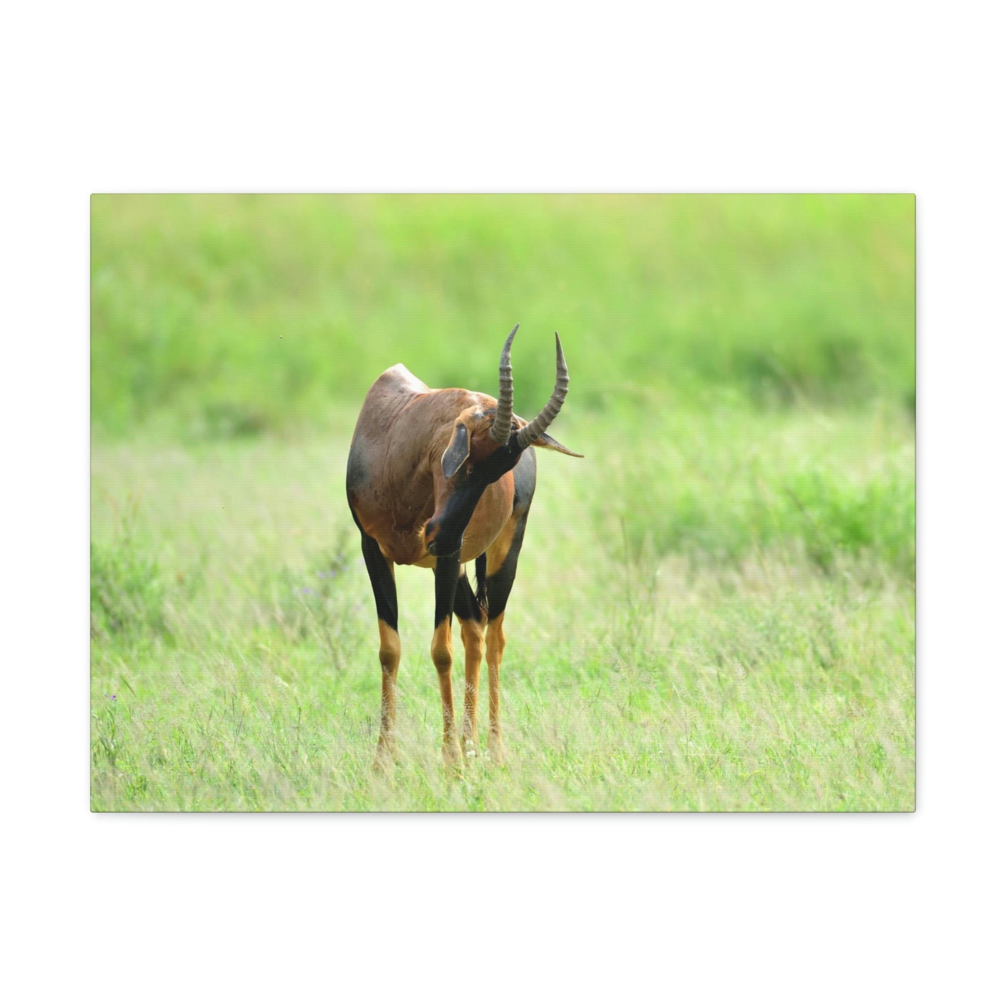 Antelope Hunting Antelope on Hunt Print Animal Wall Art Wildlife Canvas ...
