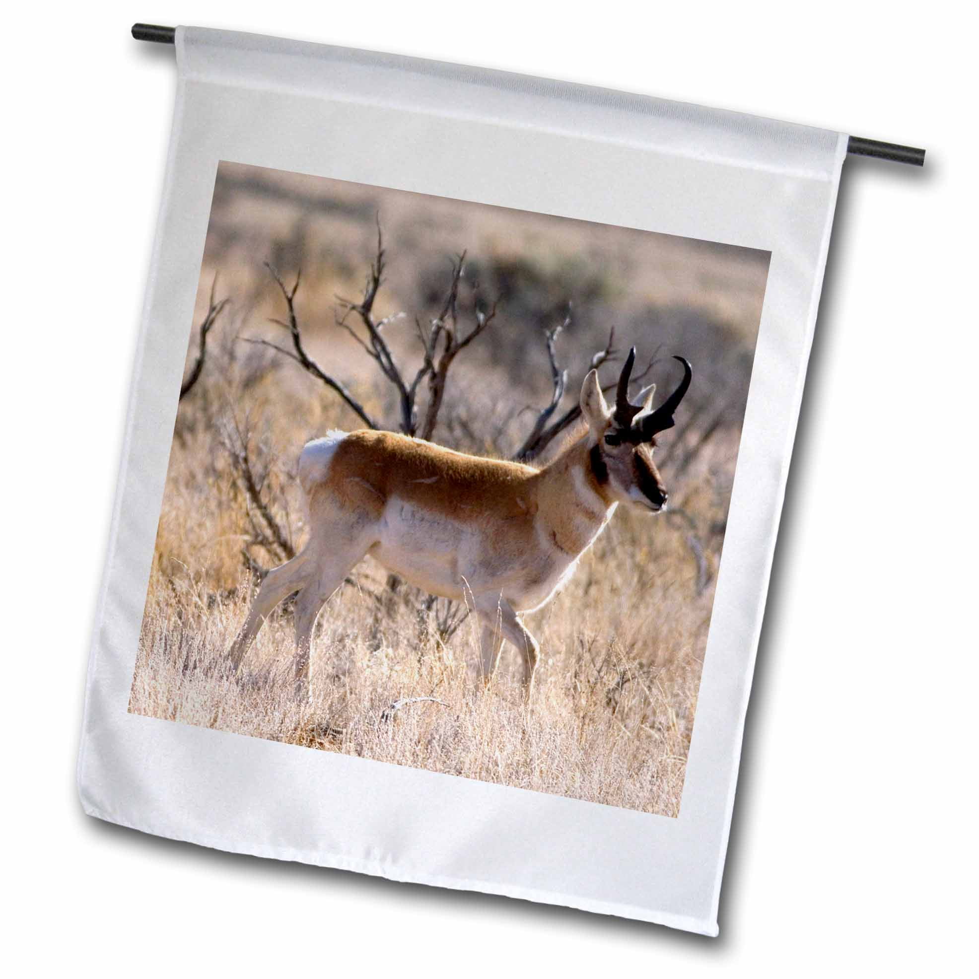 3dRose, Antelope - NA02 DFR0030 - David R. Frazier, 18 x 27 inch Garden ...