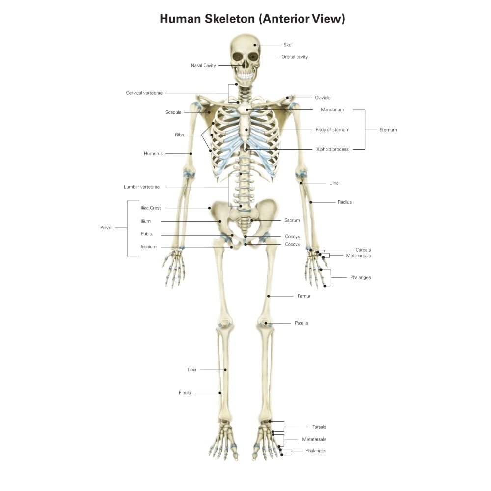 Anterior view of human skeletal system with labels. Poster Print by ...
