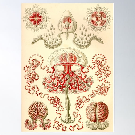 Anthomedusae - Ernst Haeckel Poster Wall Art Modern Wall Decor For ...