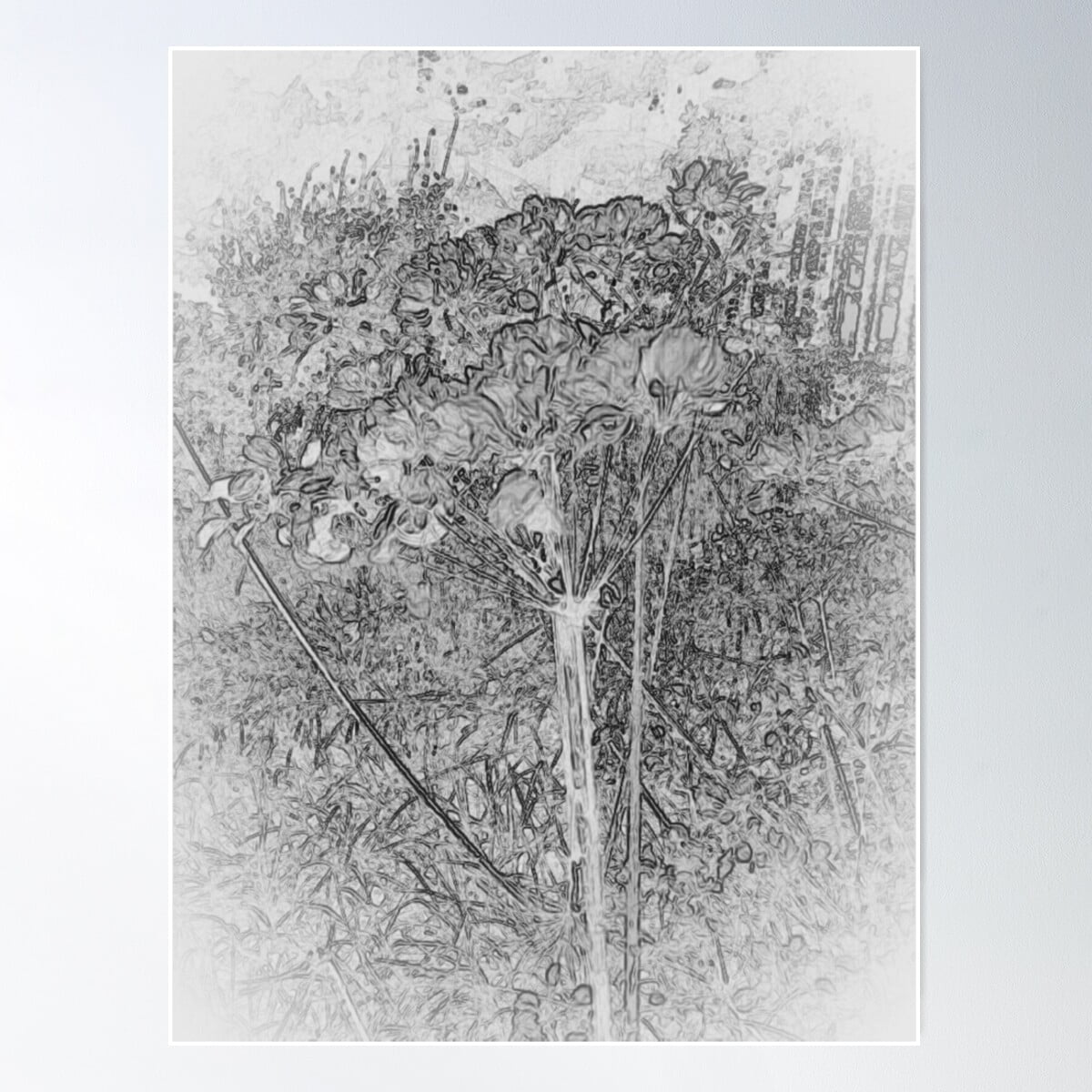 Anthriscus Sylvestris (Cow Parsley) Poster Wall Art, Modern Wall Decor ...