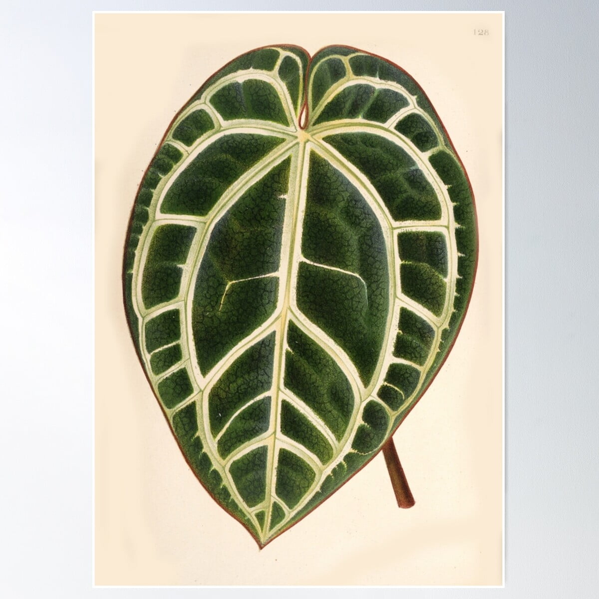 Anthurium Crystallinum - L'Illustration Horticole - Botanical ...